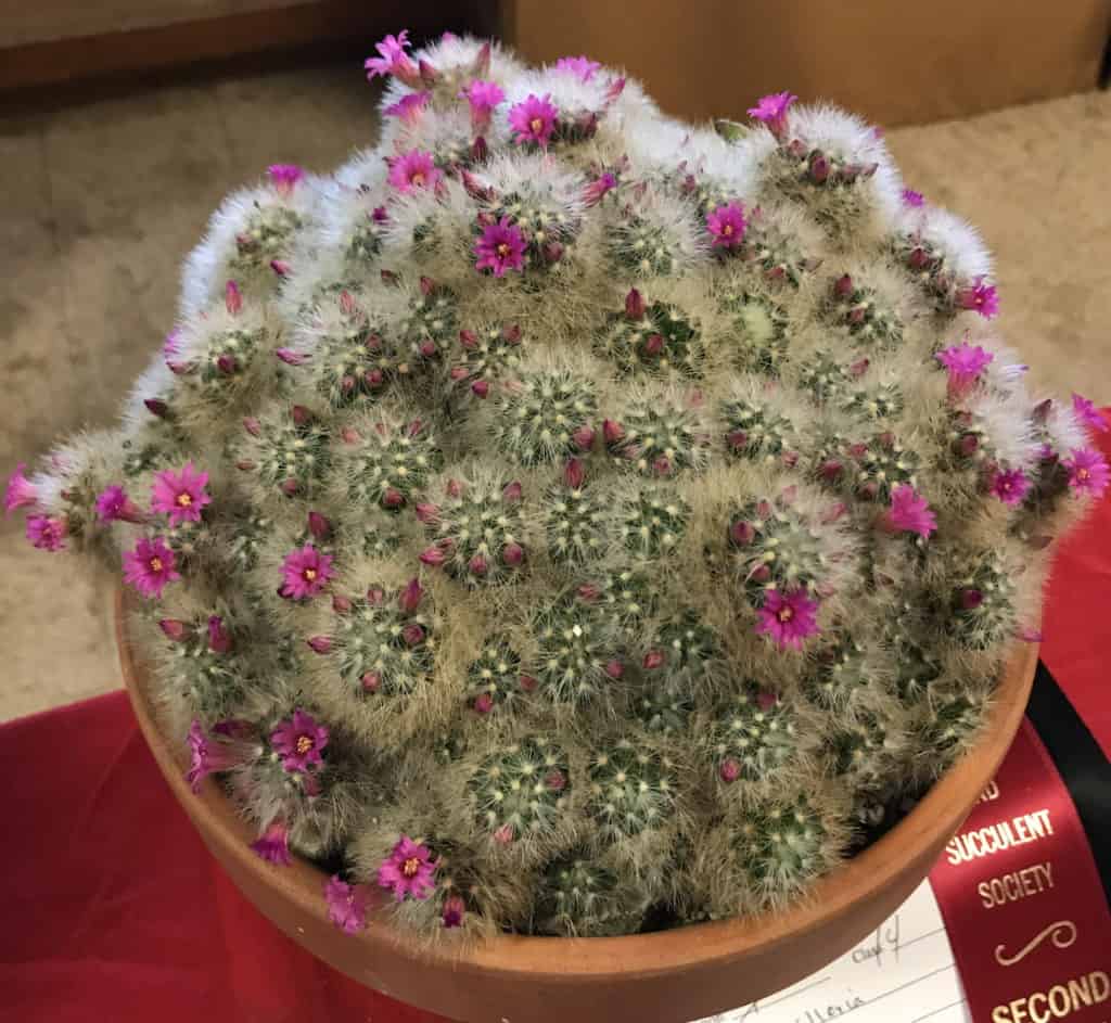 #20 A Busy Week - Gardening with a Mad Man